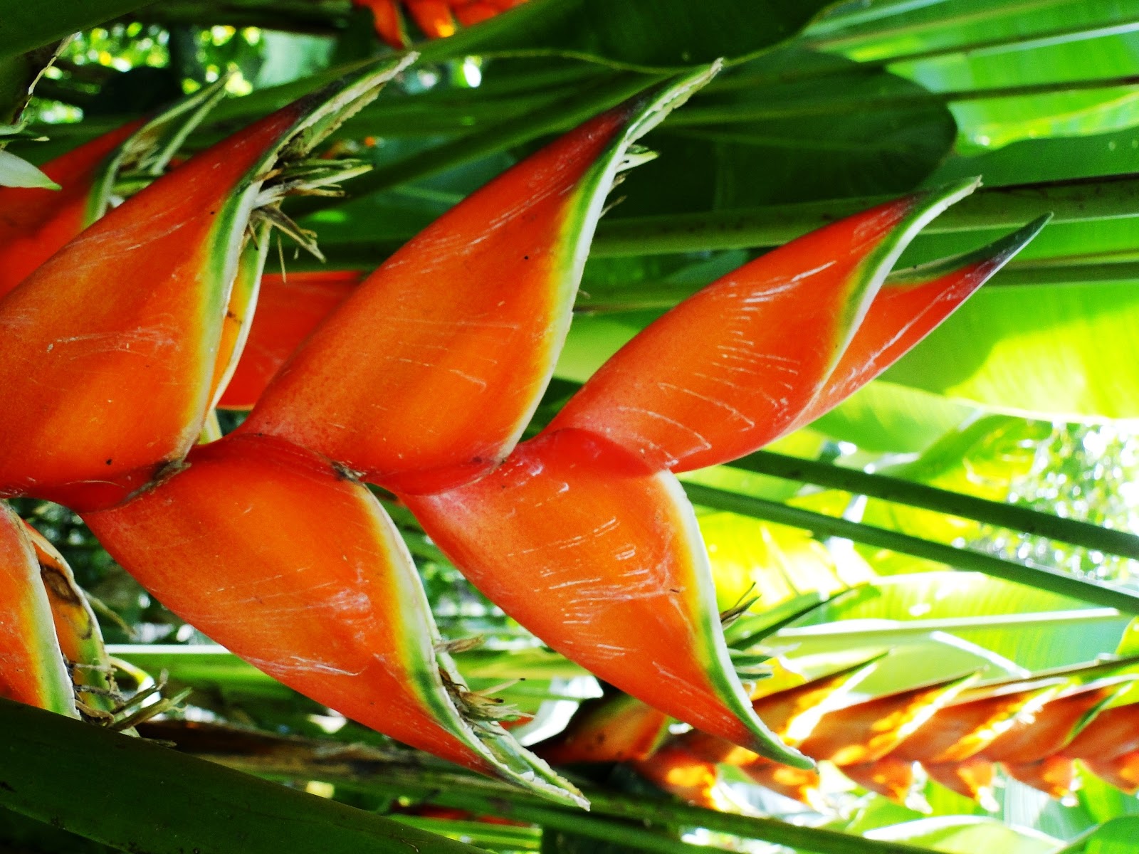 Impactos Ambientales en Fauna y Flora: ¿Que es Flora?