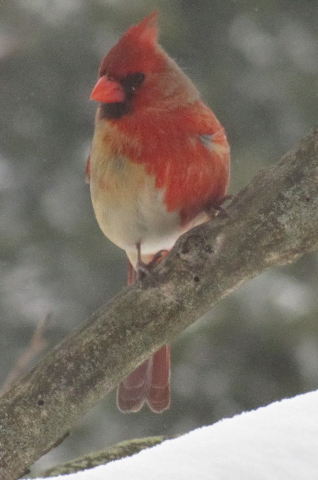 Pinehaven - Farmersville, Ohio: Cardinal - Leucistic?