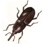 CARUNCHO OU GORGULHO (Chrysomeloidea)