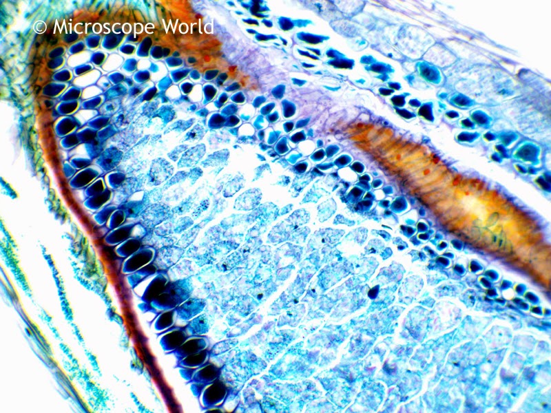 Microscope World Blog: Beautiful Wheat under the Microscope
