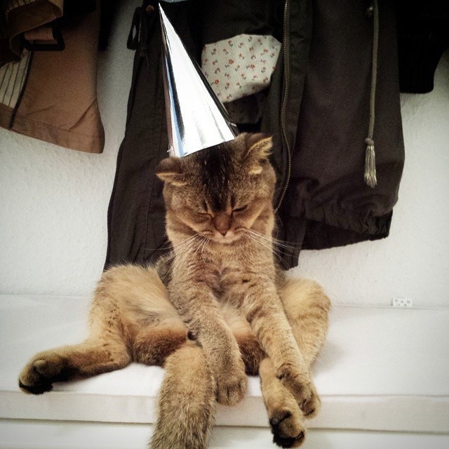 Really cool cat Scottish fold named LOUIS - My Interests