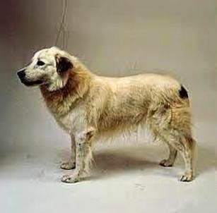 Aidi o perro del Atlas