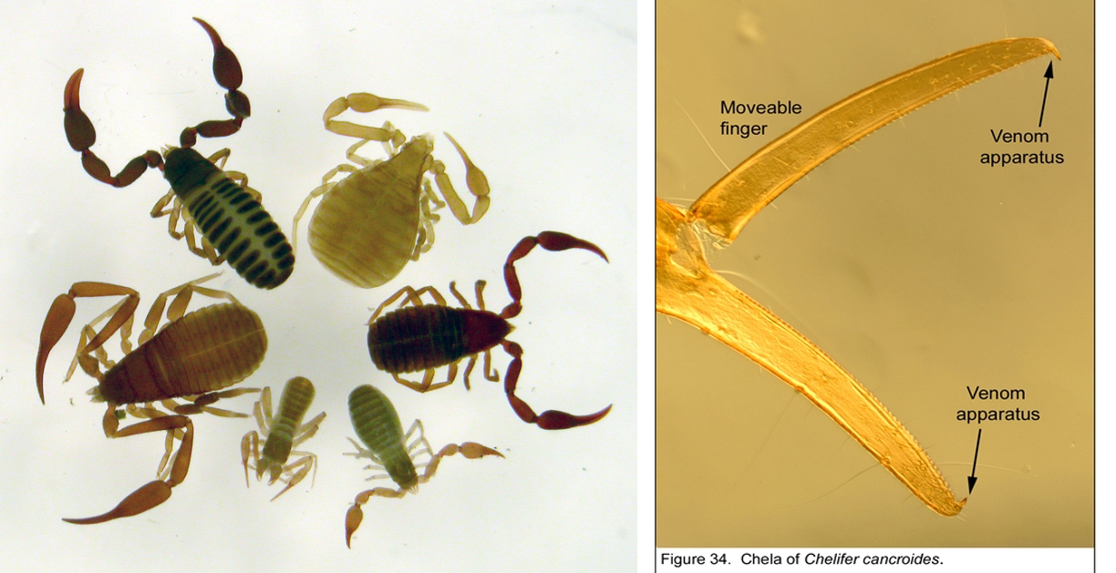 Flora Urbana: Chelifer cancroides, pseudoscorpion de salon