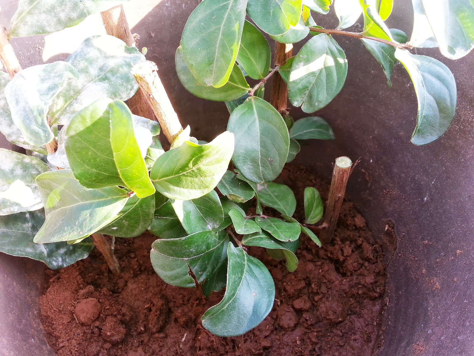 Autumn in Oklahoma: Crape Myrtle Cuttings