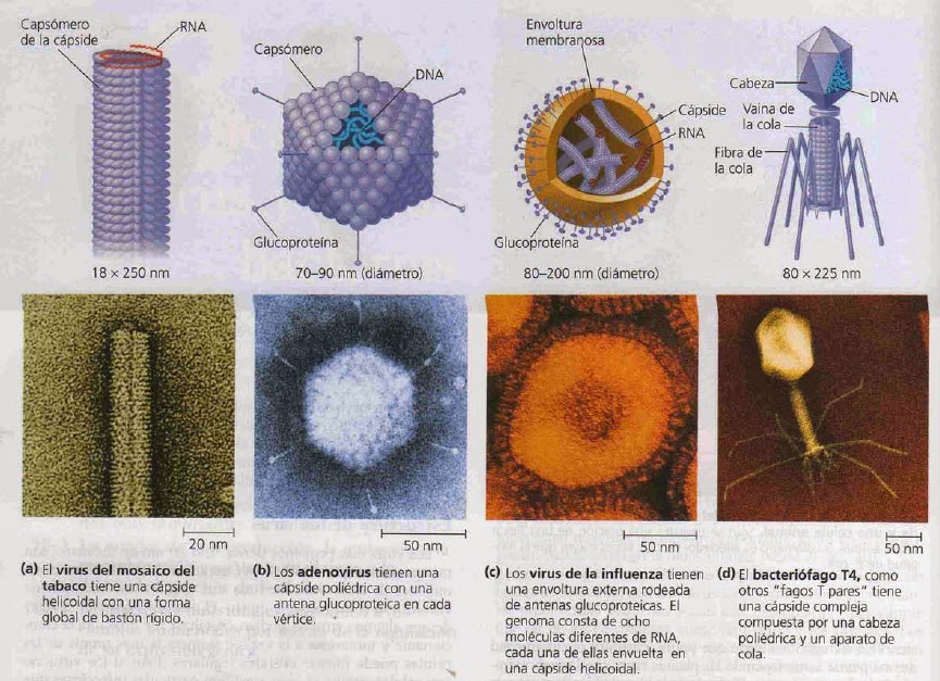 Virus.Estructura, clasificación y replicación | Apuntes de Biología ...