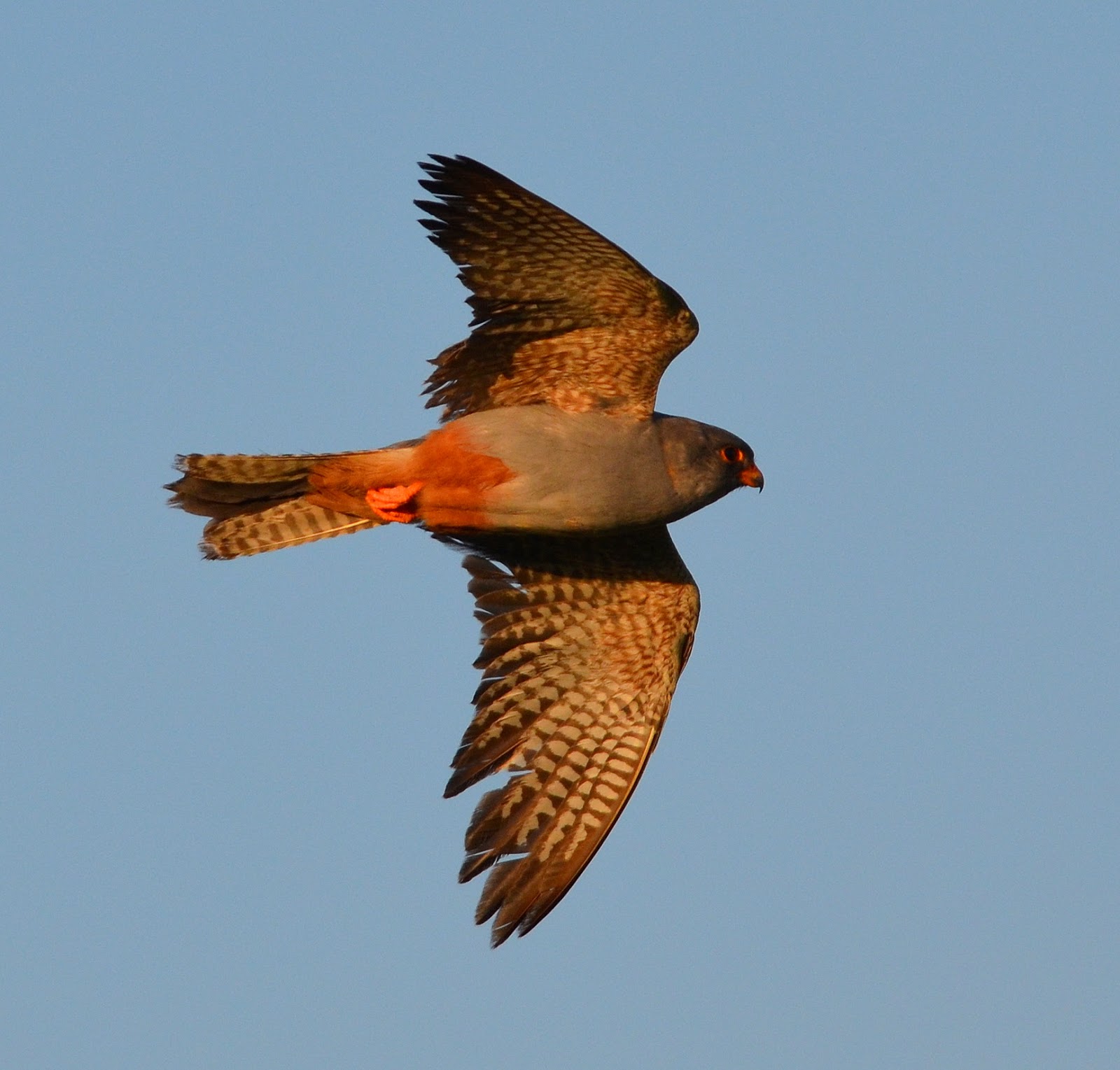 The Early Birder: Red-footed Falcon