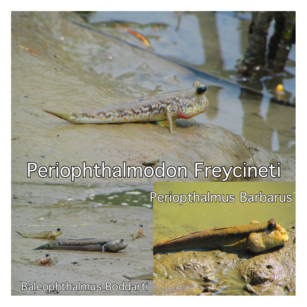 Science and environment blog: Si Ikan Tempakul Yang Dikucilkan