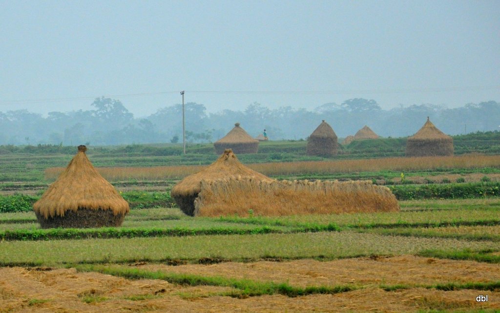 Light Seeking Light: Adventures in India, Part 36 -- The Fields of Chitwan