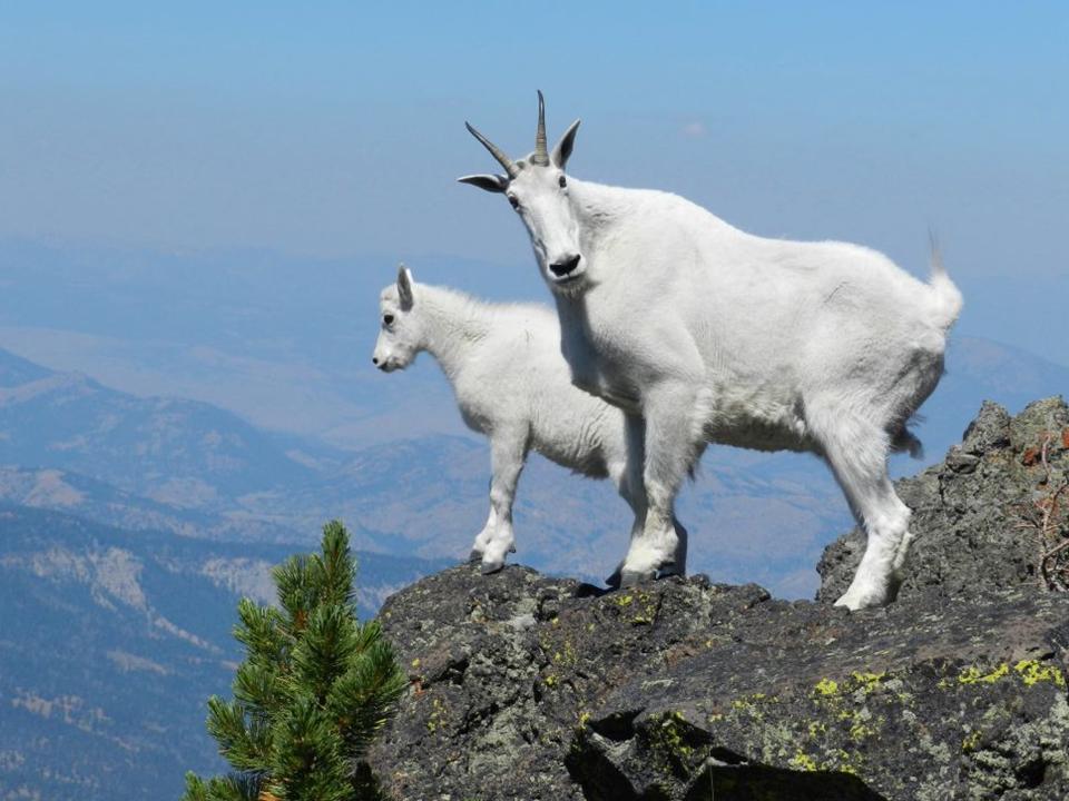 CLASA NOASTRĂ: [ FOTO ] CAPRA DE MUNTE