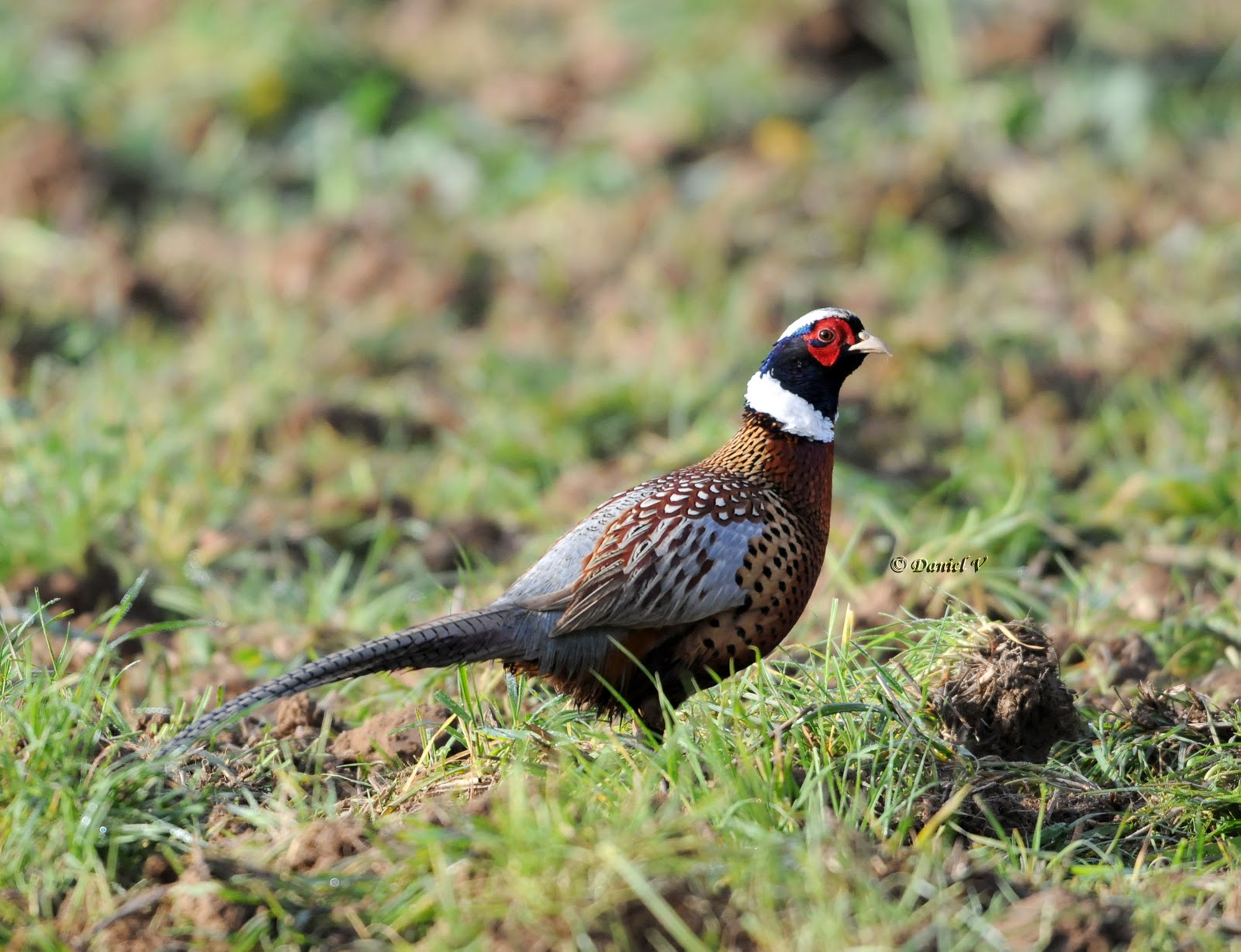 Les oiseaux du 27: Notre faisan de colchide, Phasianus colchicus
