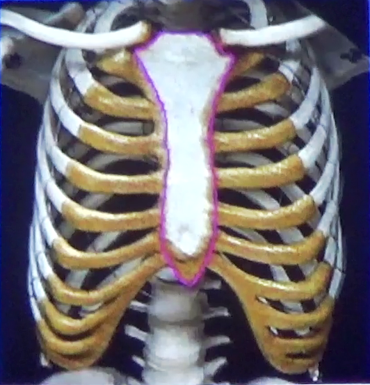 RADIOANATOMIA: CLASE 9