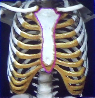 RADIOANATOMIA: CLASE 9