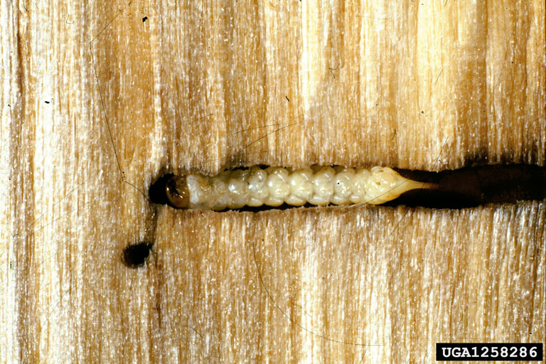 Real Monstrosities: Ship-timber Beetle