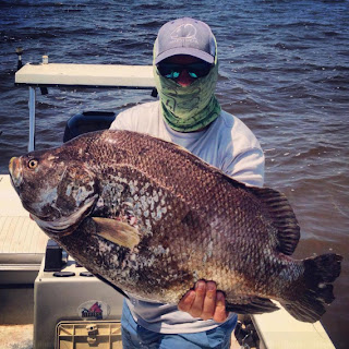 Big Fishes of the World: TRIPLETAIL (Lobotes surinamensis)