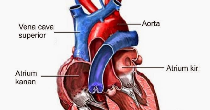 Katup Jantung | Ilmu Kesehatan