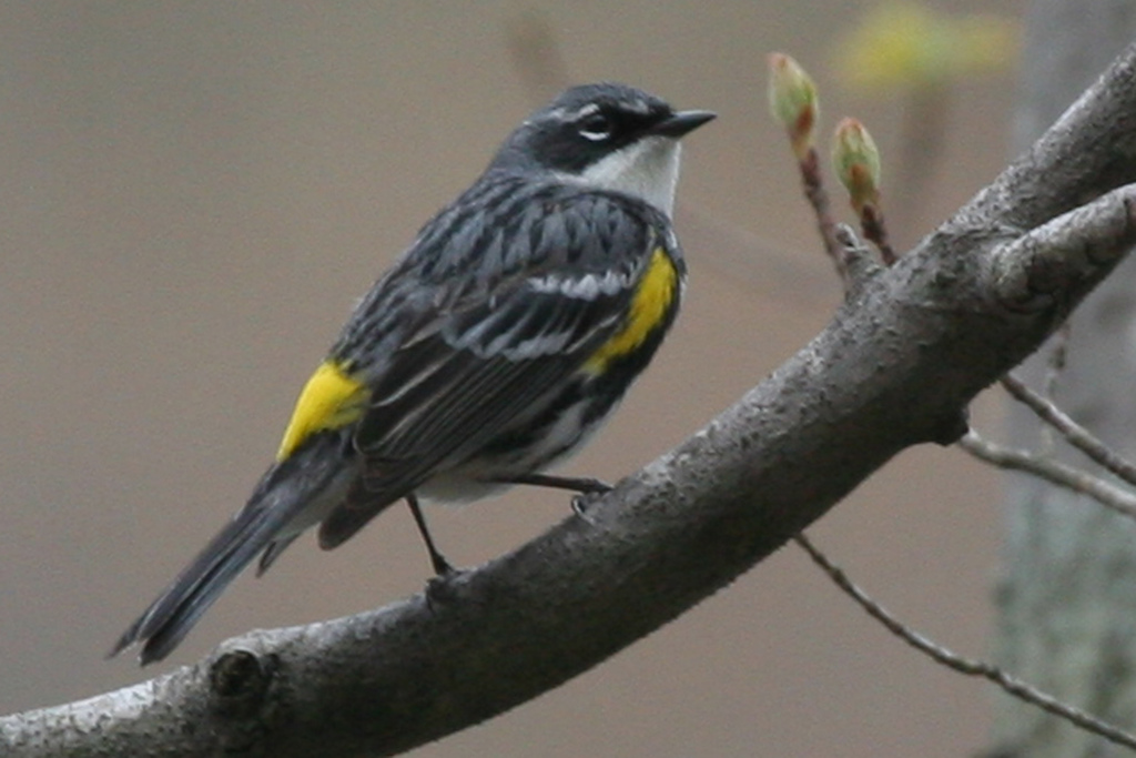 Avalonia eTrails: Living Color: The arrival of the migrant Warblers