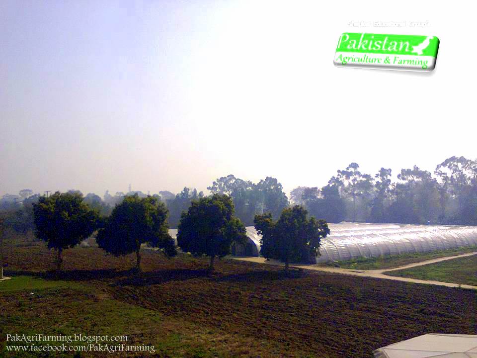 Basics of Tunnel Farming