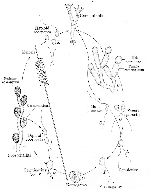 TAMU_PLPA631_FungalBlog_LornaNissen: Lab 4
