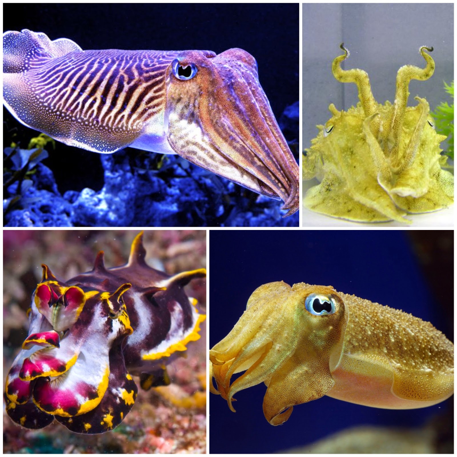 Cal Poly BIO 502: Cuddle up next to a Cuttlefish....or is that a rock?