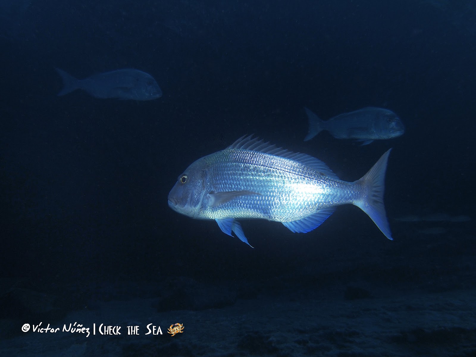 Check the Sea. Web de buceo y fotografía submarina de las Islas ...