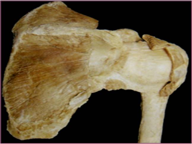 Anatomia Humana Con Marilyn Barrios: MIEMBRO SUPERIOR