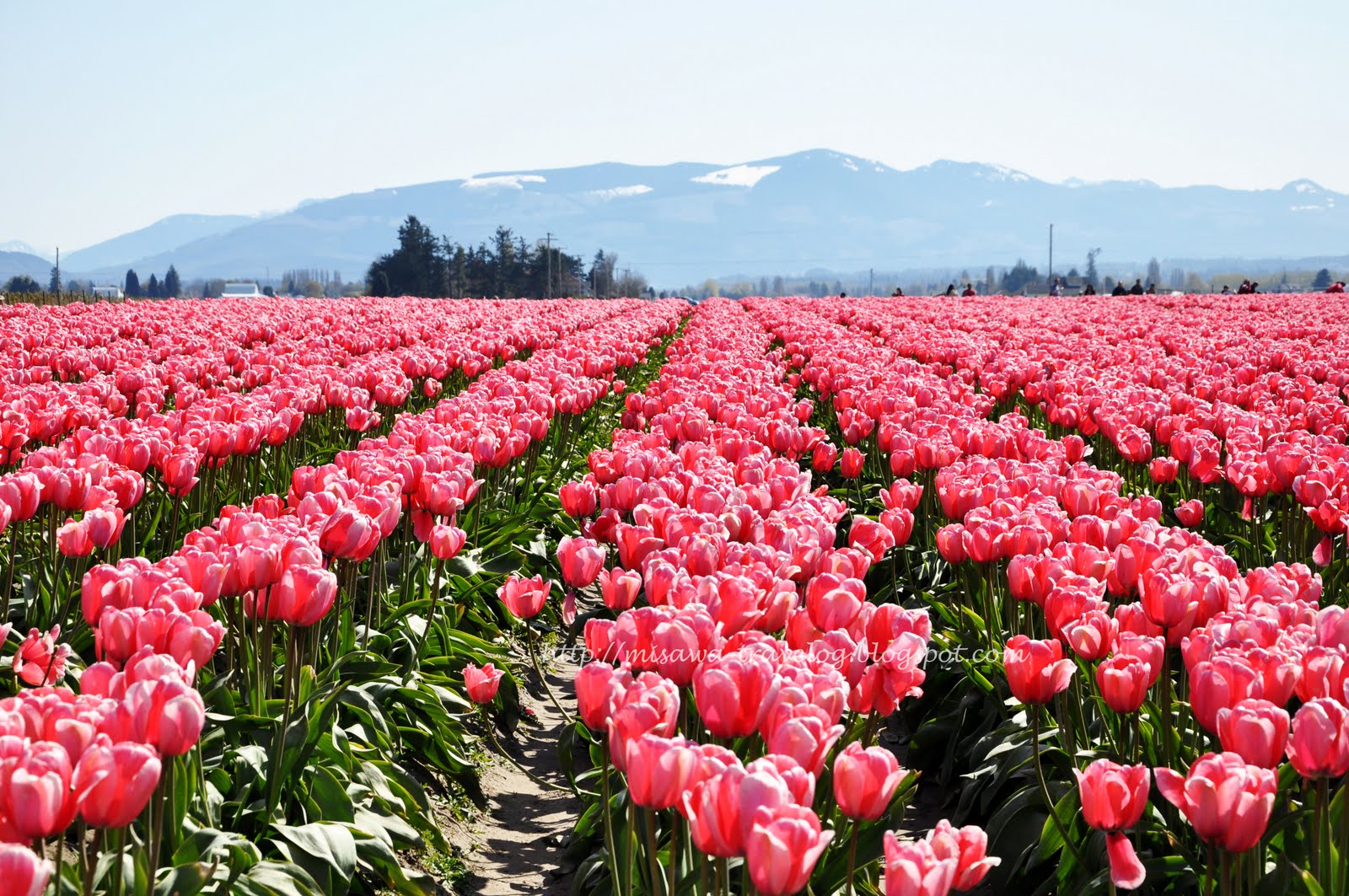 TRAVELOG: Tulip Town Skagit Valley, Washington