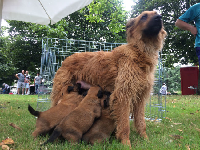 NUNCAJAMAS COCKER: EL PERRO DE PASTOR VASCO