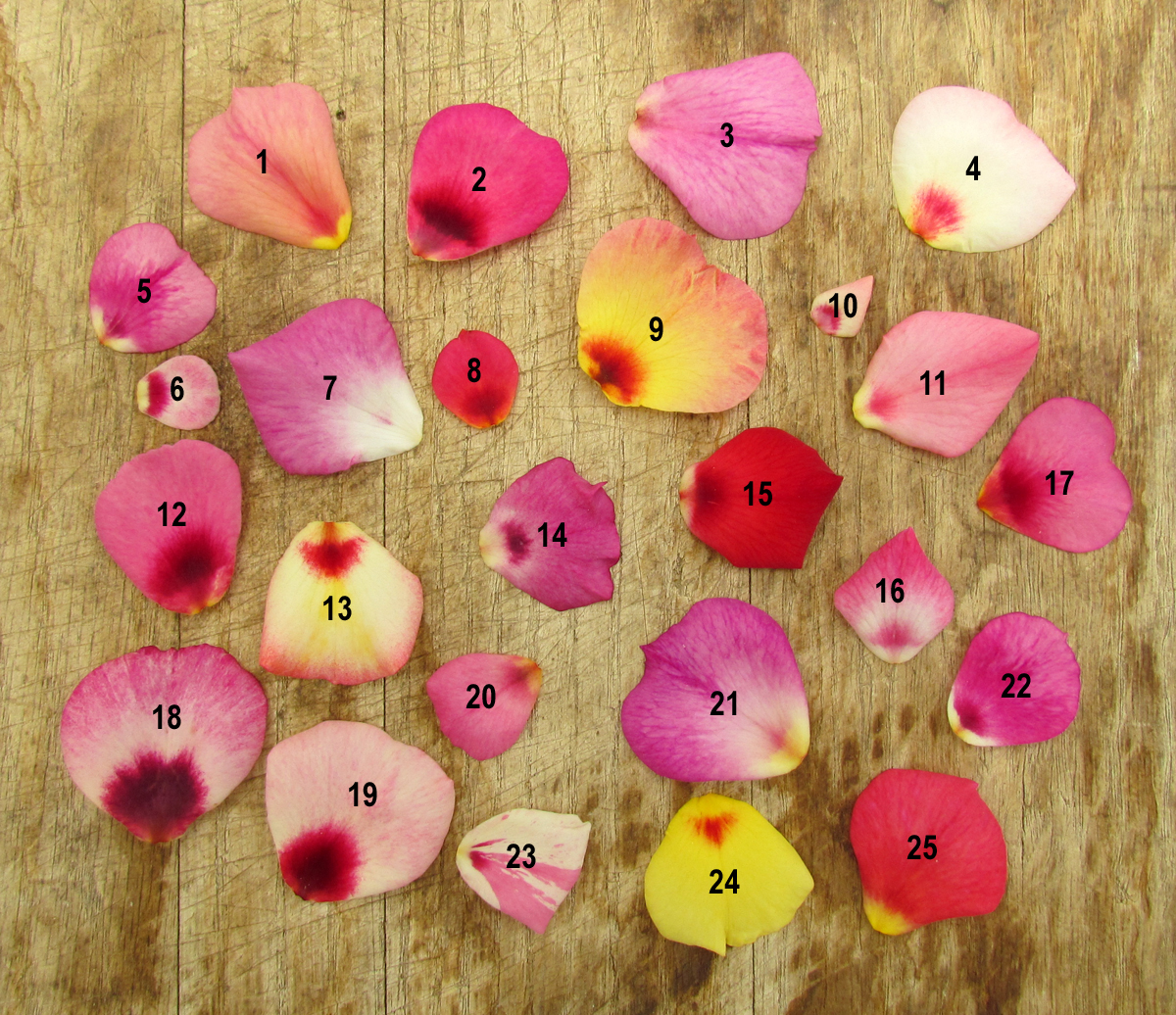 Rose Hybridizing: A Brief Study of Hulthemia Petal Color Distribution