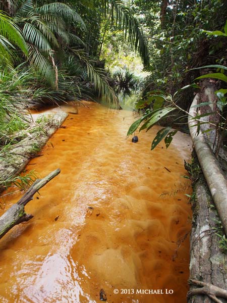 The rainforests of Borneo & Southeast Asia: Blackwater stream near my home