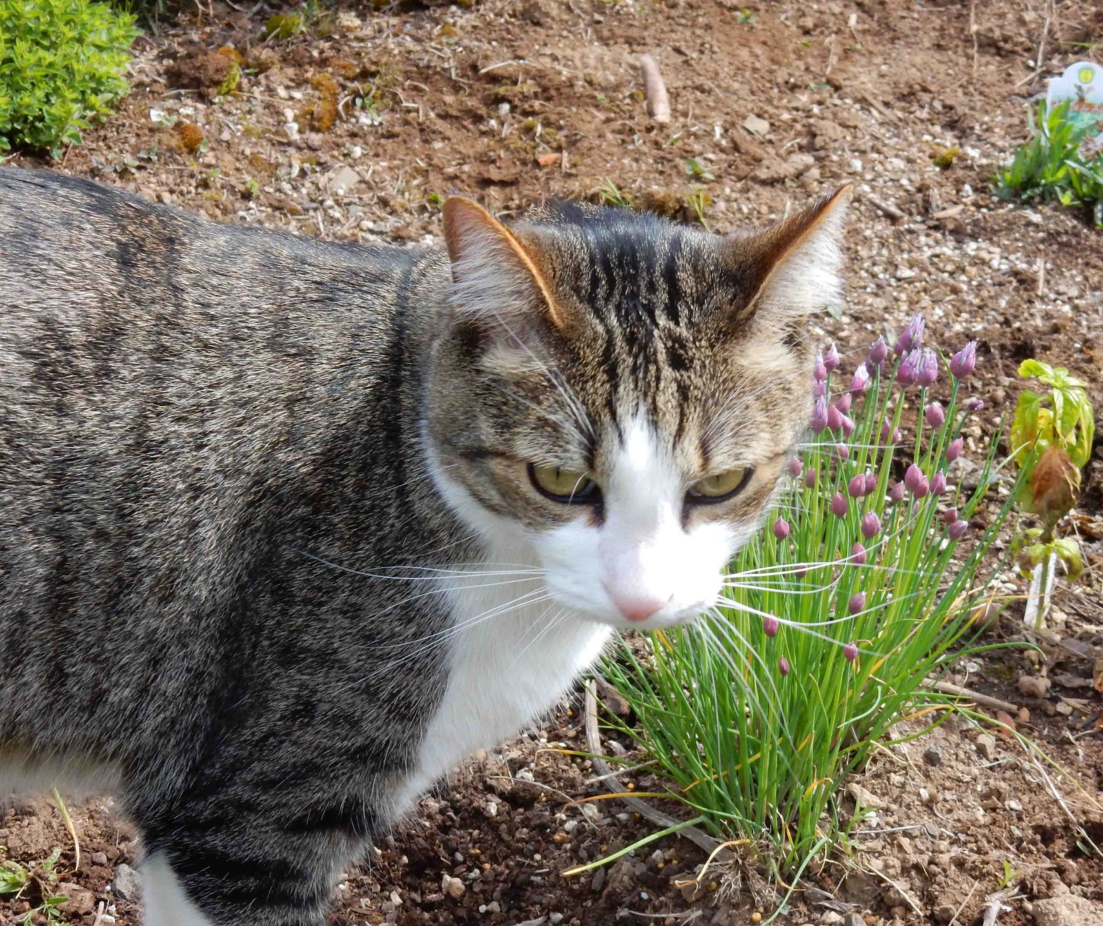 Cat Patches: Cats, Chives, Tomatoes, Quilts