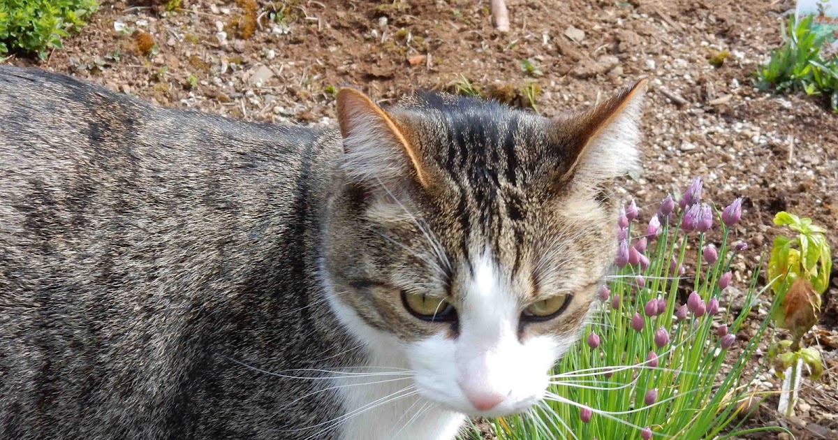 Cat Patches: Cats, Chives, Tomatoes, Quilts