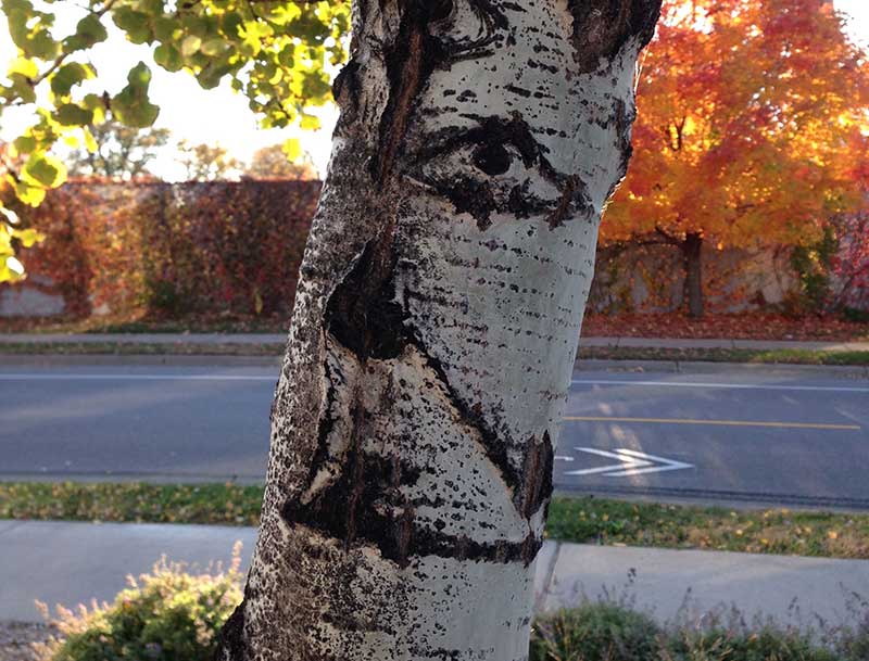 Daughter Number Three: Faces in the Trees