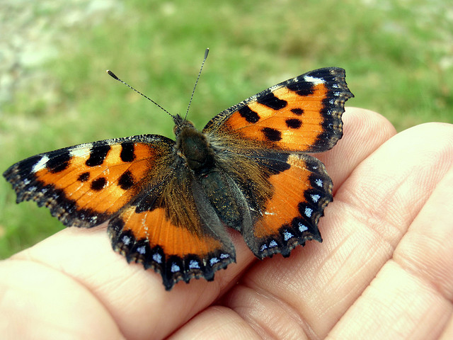 Escola de naturalistes: Papallones