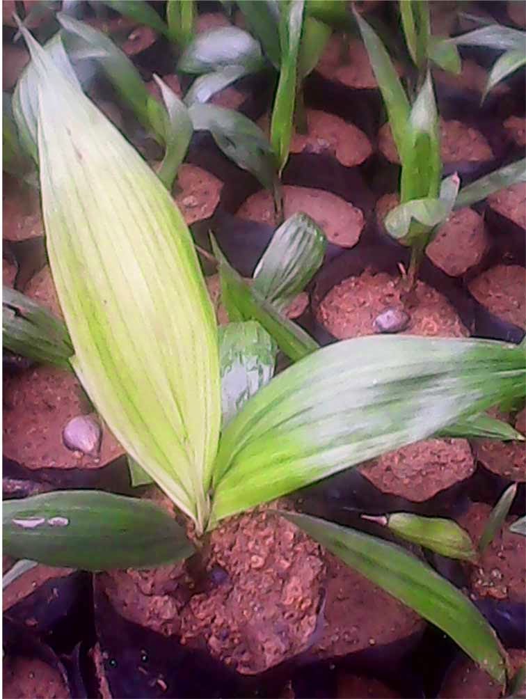 Bibit Sawit, Karet dan Aren: Penyakit Pada Pembibitan Sawit Pre Nursery ...