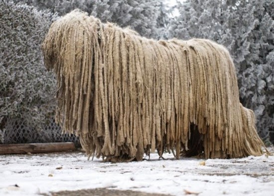 Le komondor, adorable chien serpillère - L'assurance d'une vie ...