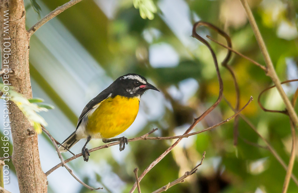 Birds of Barbados: Photographic Big Year 2017
