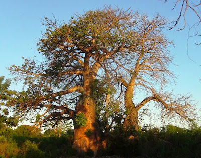 Nungwi Tours: Baobab Trees in Zanzibar