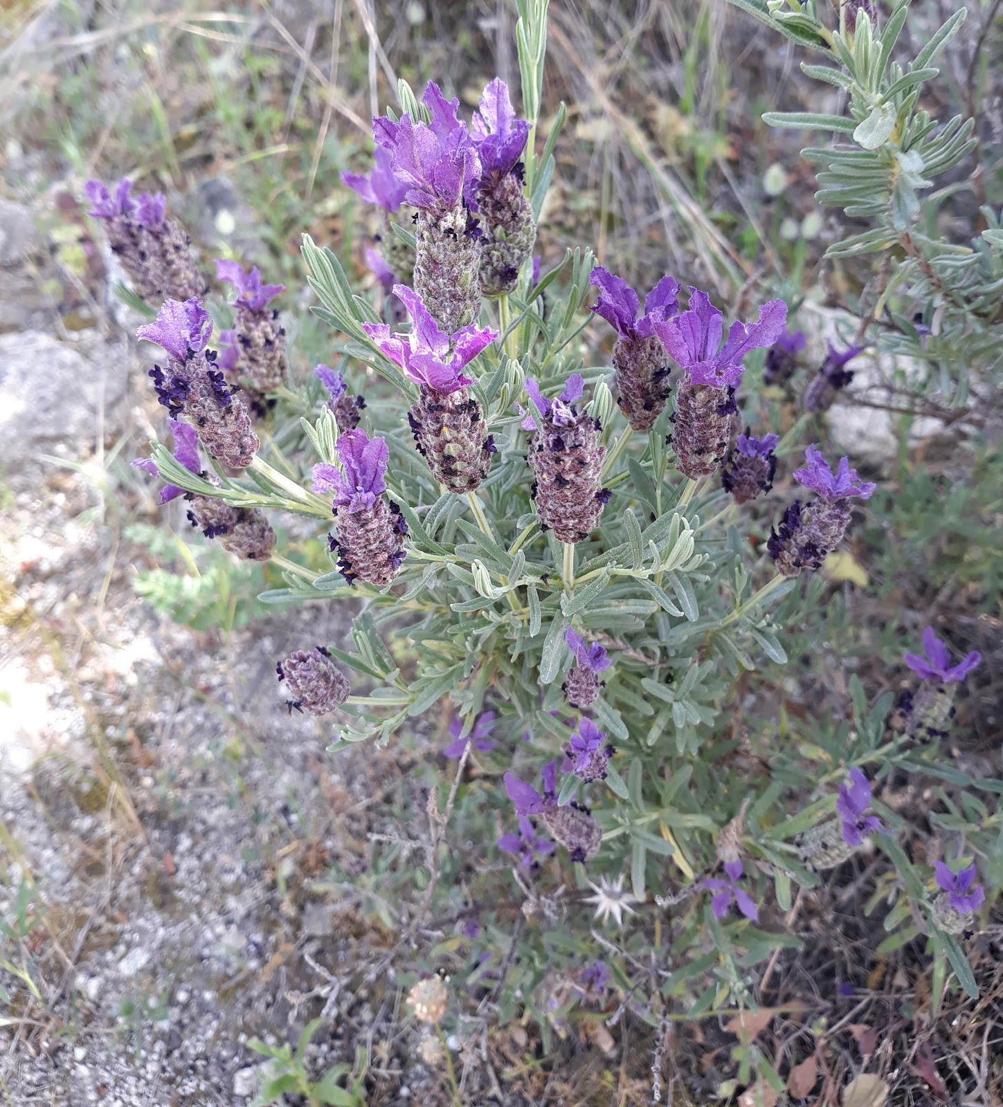 Jurnal de gradina: Flora Graeca - Lila