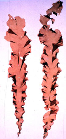 PRGC(A) DEPARTMENT OF BOTANY: Mariculture of Porphyra - an edible red alga