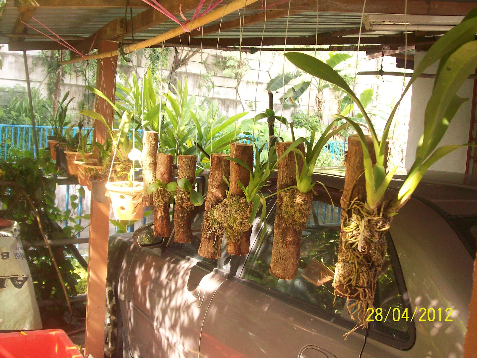 Mari Kita Bercucuk Tanam: Orkid Ku