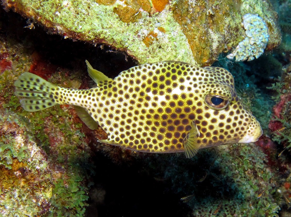 The Spotted TrunkFish | Fun Animals Wiki, Videos, Pictures, Stories