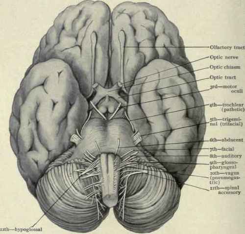 脳と心とブッダの悟り: シッダールタと外科医学