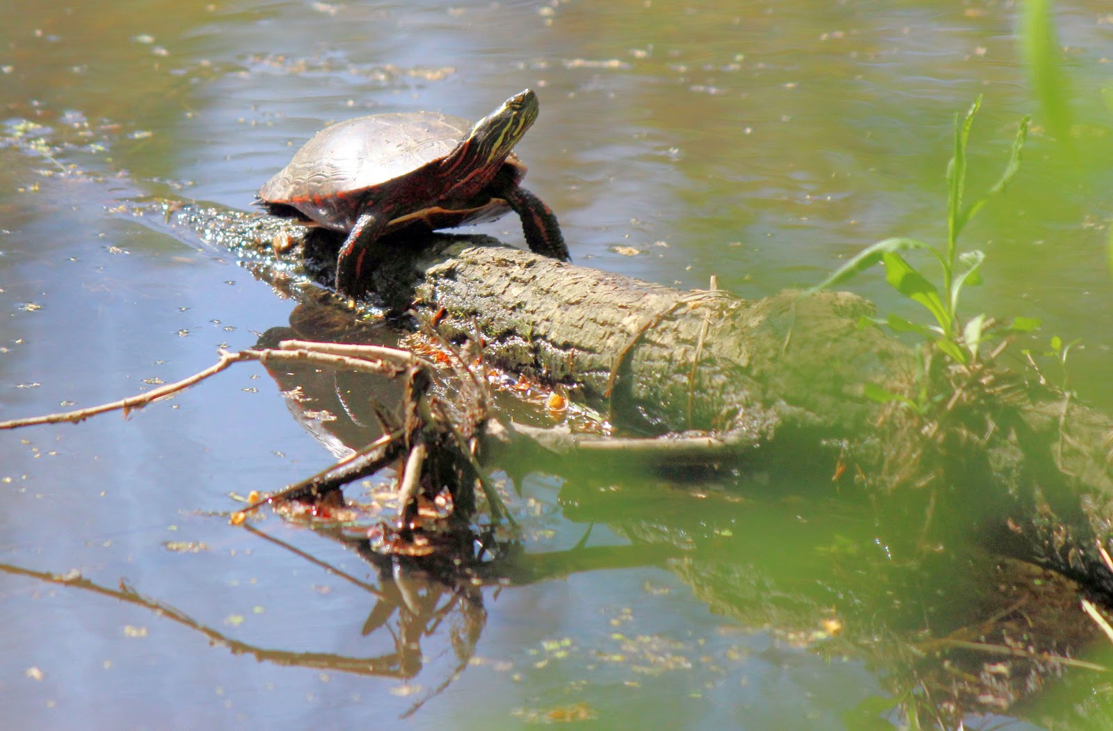 Turtle On A Log