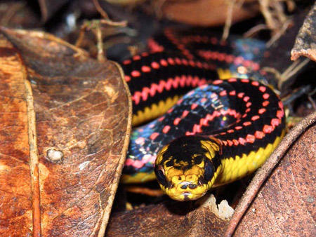 News Dumper: Most Amazing Snakes