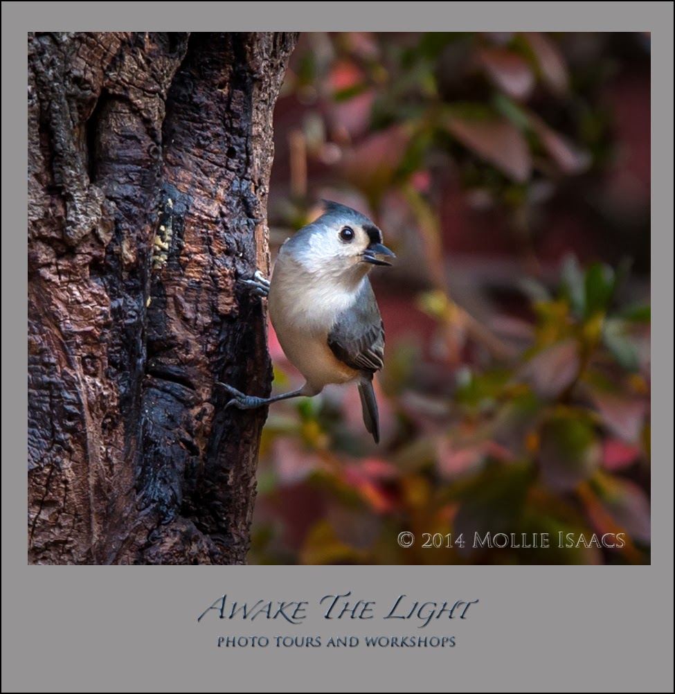 Awake The Light: Spring Wild Songbirds Photo Workshop