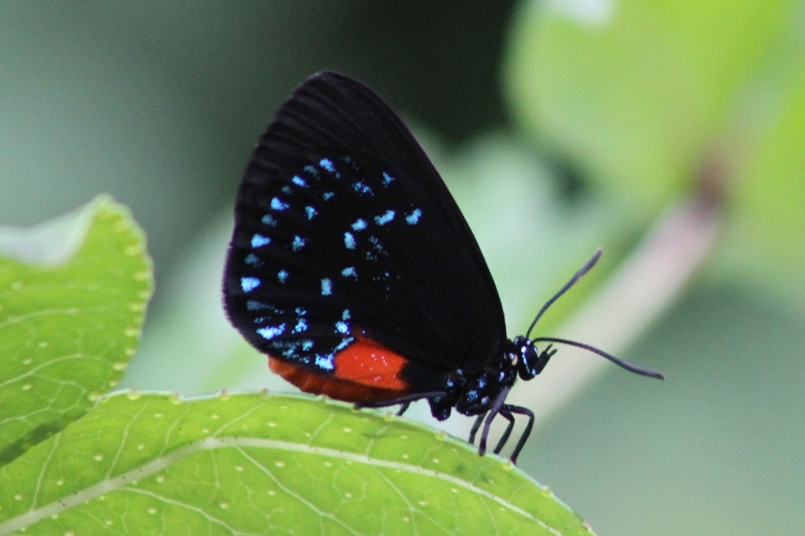 Hipster Birders: Atala: A Butterfly Back from the Brink