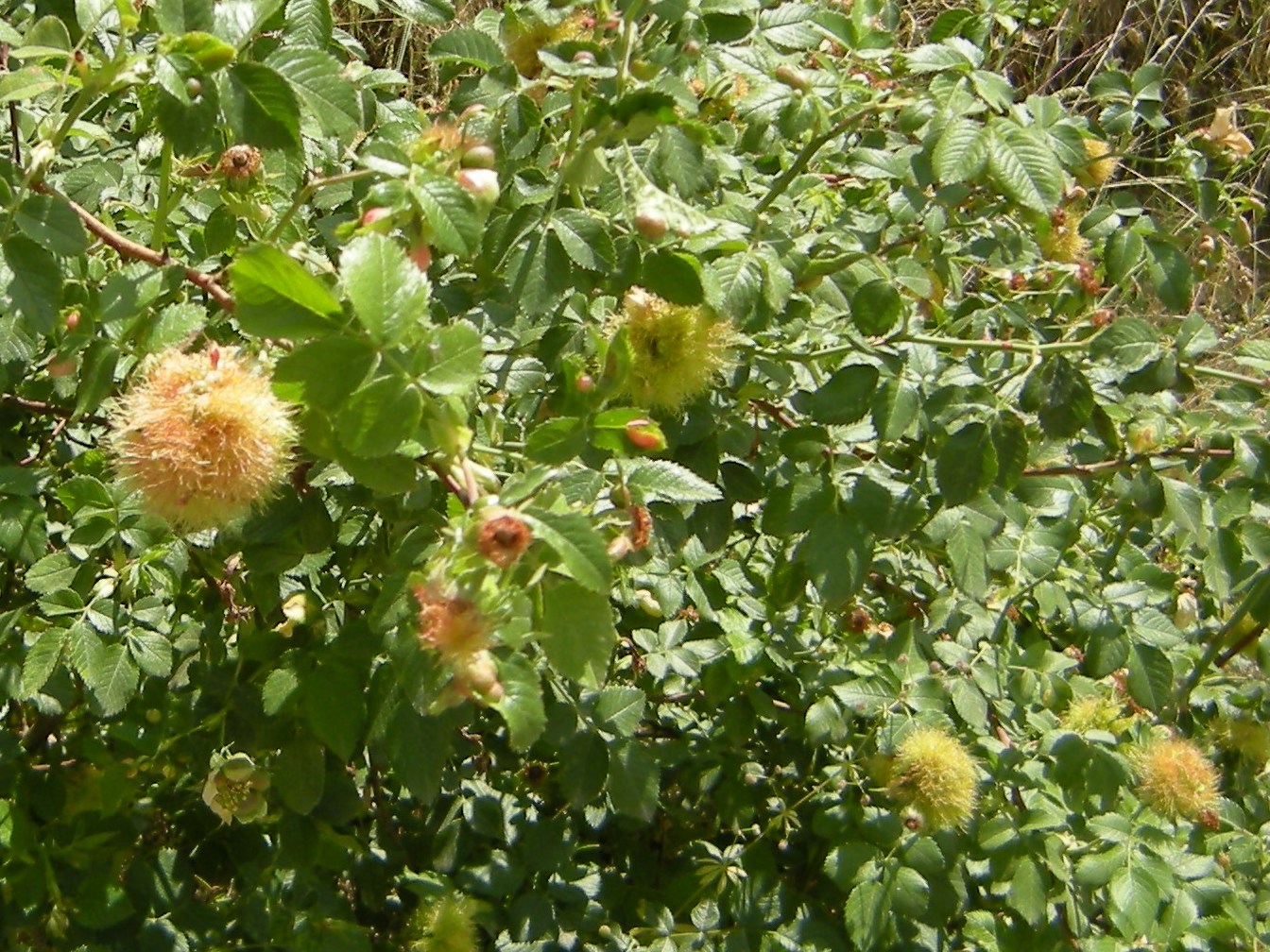 farmakognozi: Gallae-Mazı