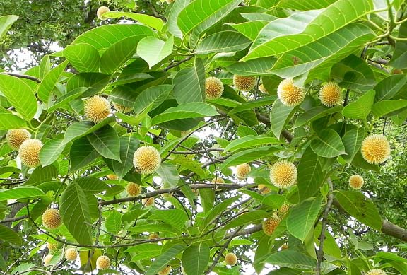 We love Our Bangladesh: Kadam/Kadambo is a rainy season flower in ...