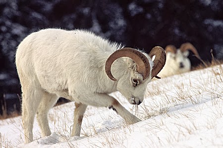 Carnero de Alaska (Ovus dalli)
