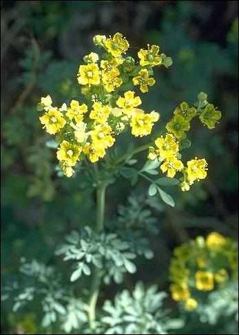 El GAUCHOGUACHO: La ruda macho